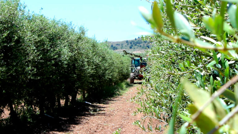 Mecanizando la poda del olivar en seto - ID-DAVID