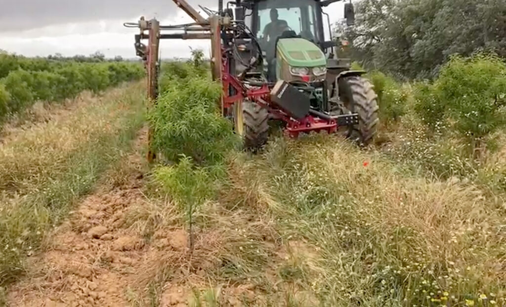 Poda en verde en almendro superintensivo: Beneficios.
